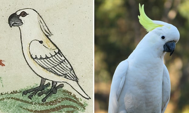 Cockatoo: A gift from Sultan of Egypt: Oldest European depiction of a ...